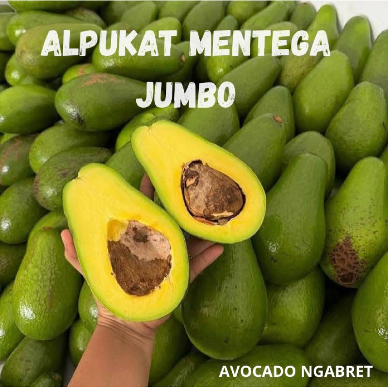Jual Alpukat Mentega Jumbo Original 1 kg Isi 2-3 Buah BerGaransi ...