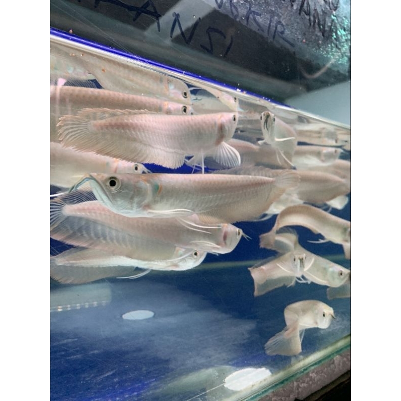 Jual arwana silvered 7-8cm hiasan aquarium arwana silver Brazil serat ...