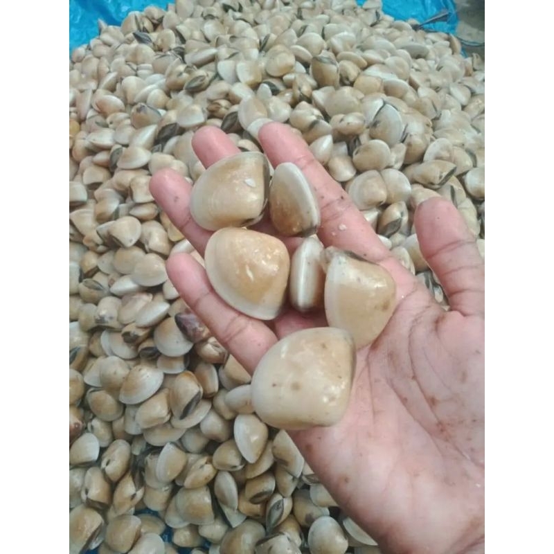 Jual Kerang tahu hidup Kerang kepa live hidup 1kg | Shopee Indonesia