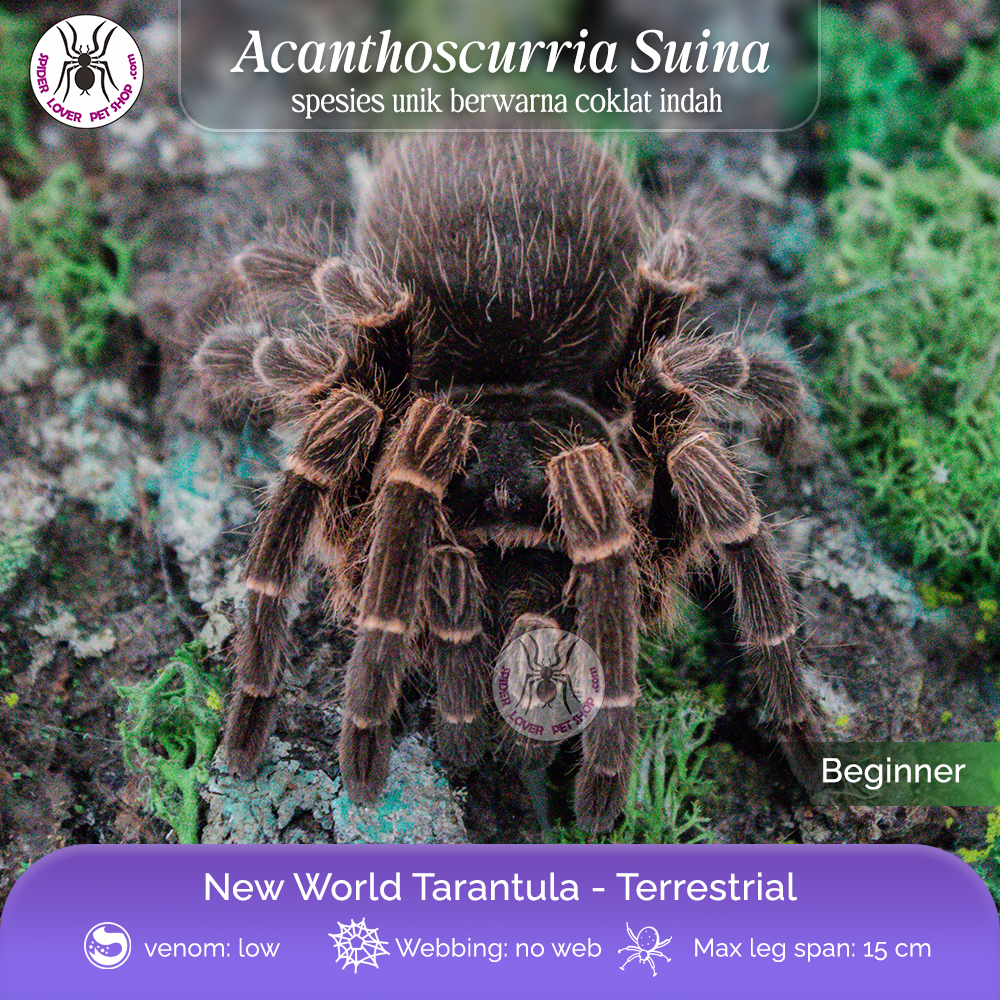 Jual Tarantula Acanthoscurria Suina Female | Shopee Indonesia