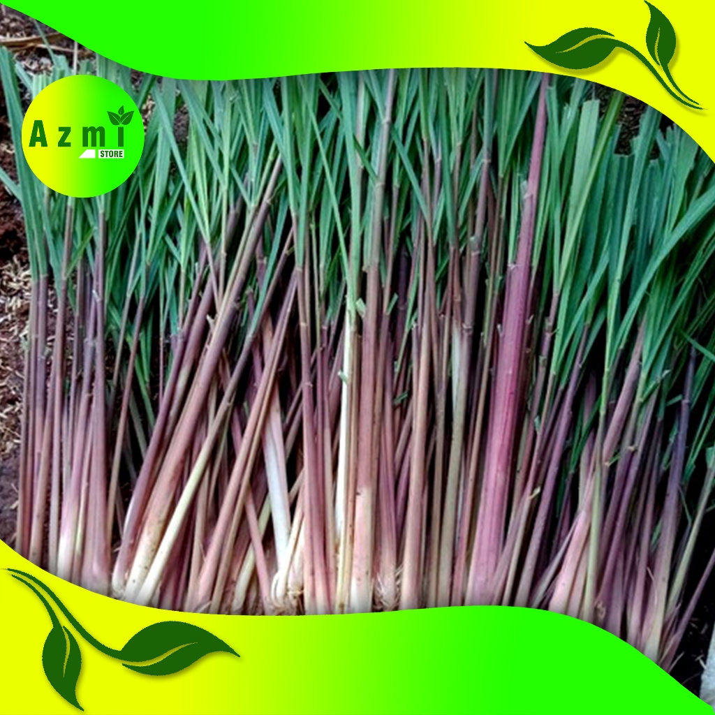 Jual sereh merah sereh wangi 1 kg | Shopee Indonesia