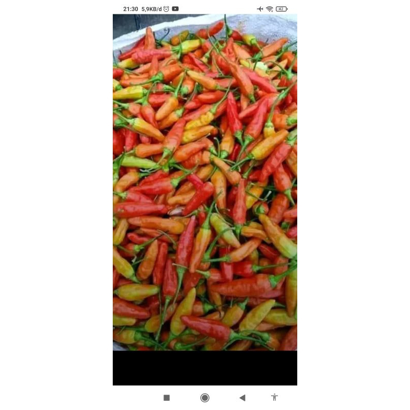 Jual cabe setan/cabai caplak/rawit merah pedas.. | Shopee Indonesia