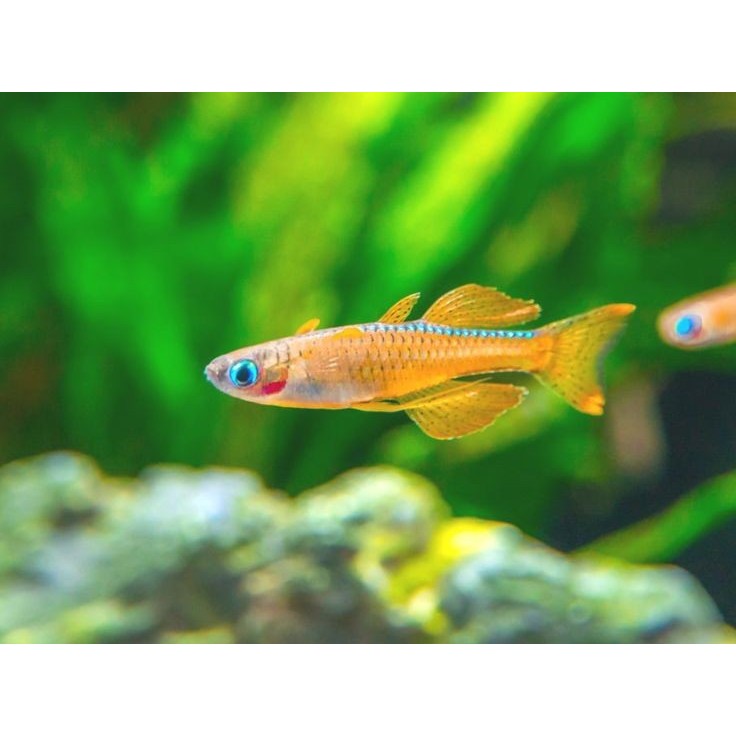 Jual Hiasan Aquascape - Pseudomugil Luminatus Paskai Rainbow Blue Eye ...