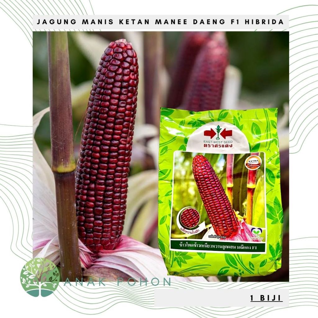 Jual Benih Bibit Biji - Jagung Manee Daeng F1 Red Gem Sweet Glutinous Corn Jagung Manis Ketan ...