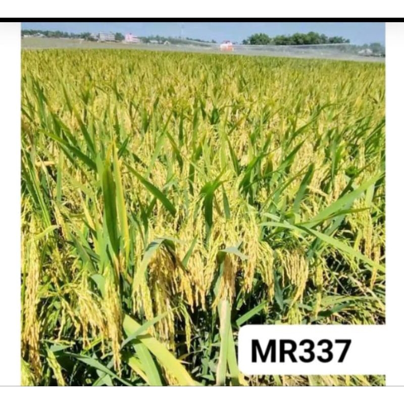 Jual benih padi MR 337 original (5kg) | Shopee Indonesia