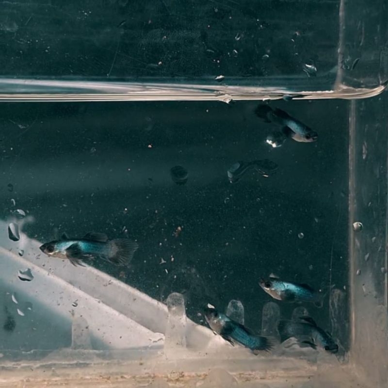 Jual Hiasan aquarium packing styrofoam dan kardus satu pasang ikan guppy MINI PANDA | Shopee ...