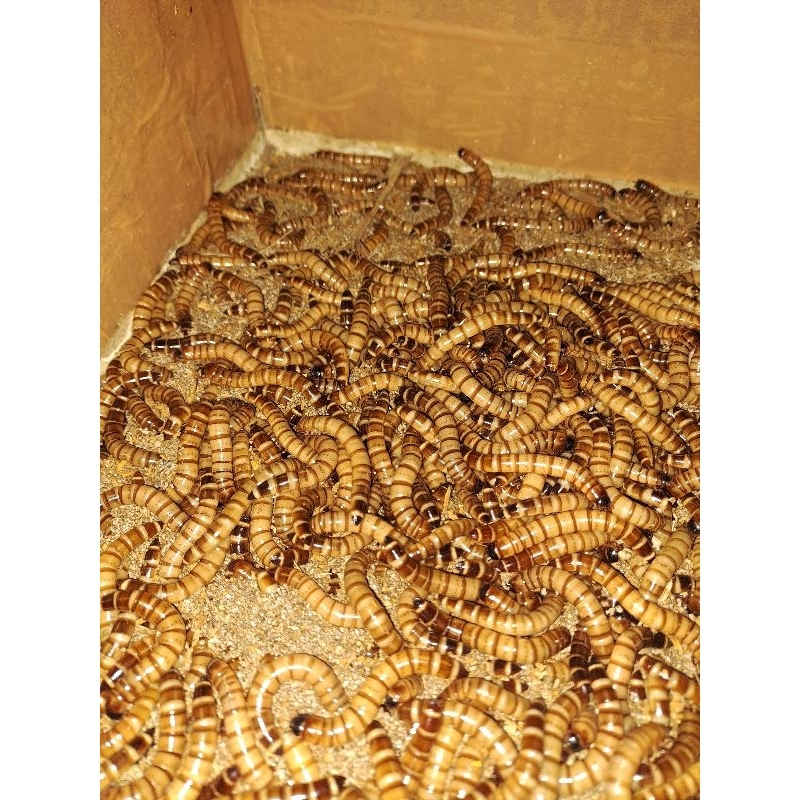 Jual Ulat Jerman atau Super Worm Segar hidup Hasil Budidaya usia 2 sd 3 ...