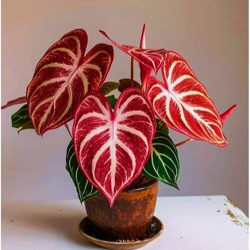 Jual Tanaman hidup hias - Caladium Kathleen -Keladi Hias Import paling ...