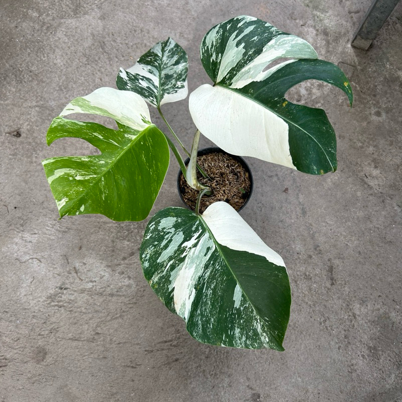 Jual Monstera Variegata Marble Real Pict | Shopee Indonesia