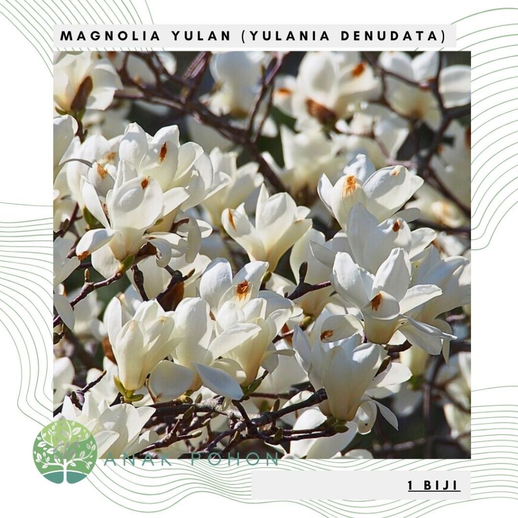 Jual Benih Bibit Biji - Bunga Yulan Magnolia (Yulania denudata) Tree ...