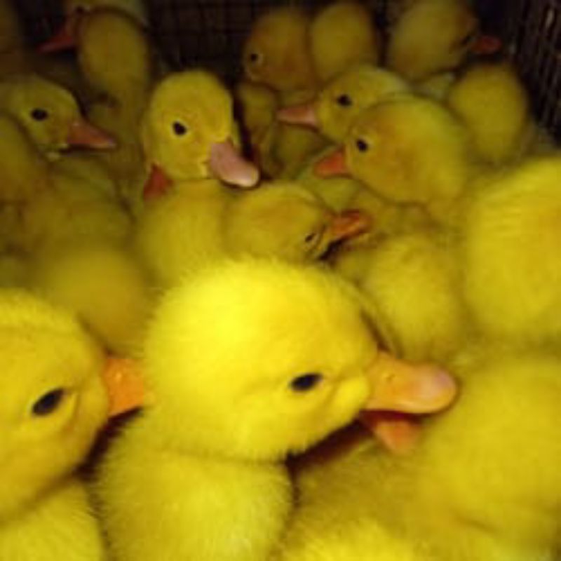 Jual Bebek peking-bebek putih-bebek Peking | Shopee Indonesia