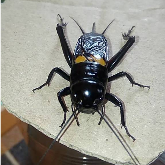 Jual jangkrik aduan super jumbo siap tempur | Shopee Indonesia