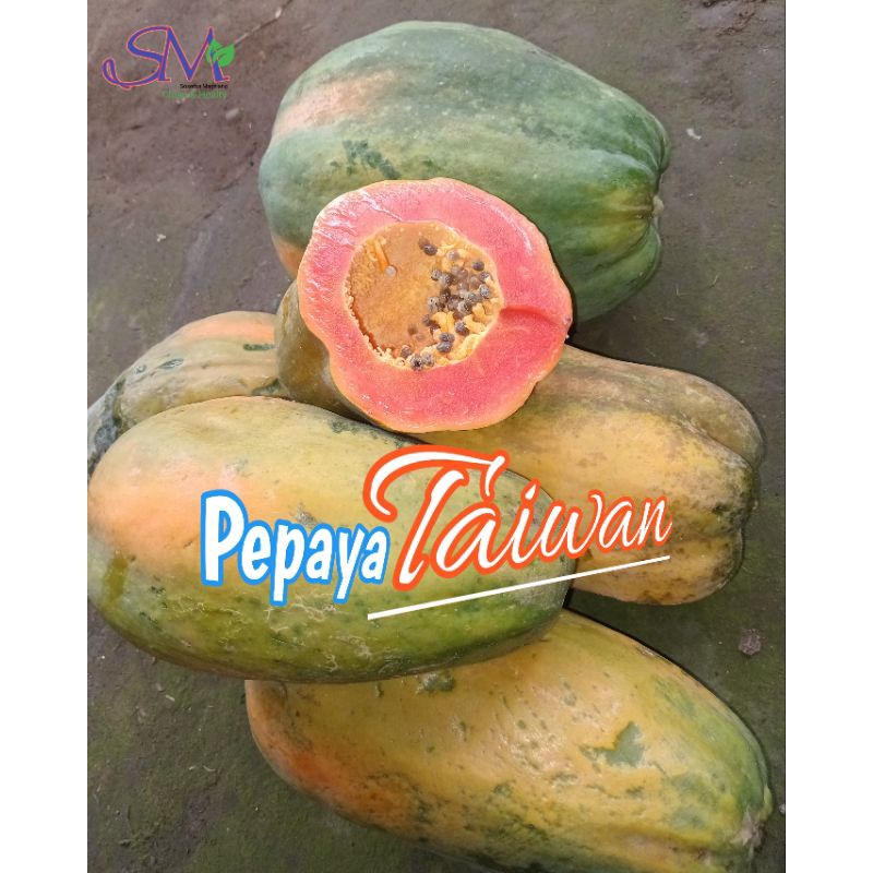 Jual Pepaya taiwan murah manis | Shopee Indonesia