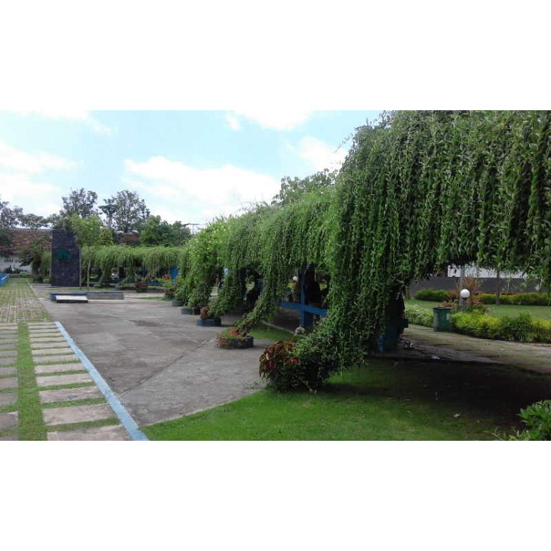 Jual Janda Merana/Lee Kwan yew tanaman | Shopee Indonesia