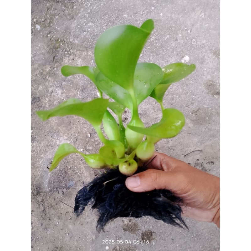 Jual Eceng Gondok Besar | Shopee Indonesia
