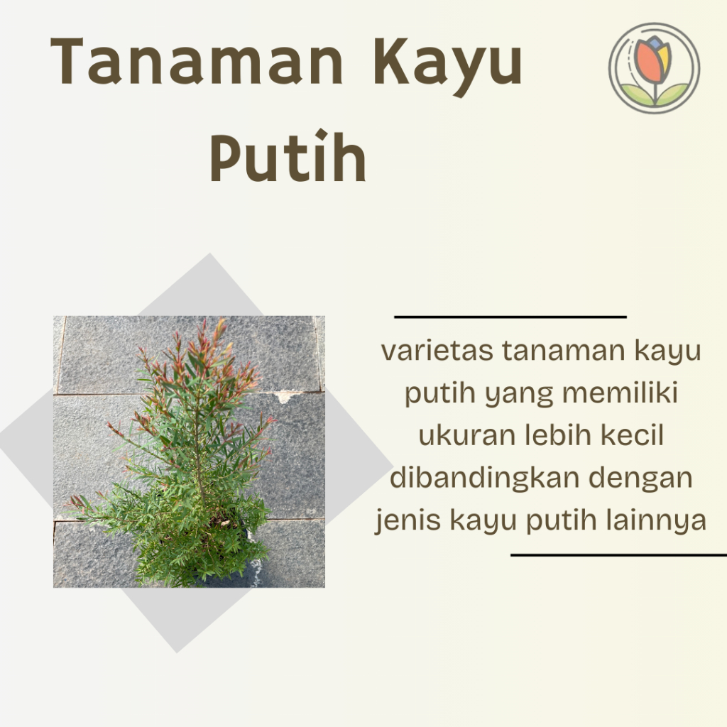 Jual Tanaman Kayu Putih Mikro | Kayu Putih Micro | Kayu Putih | Tanaman ...