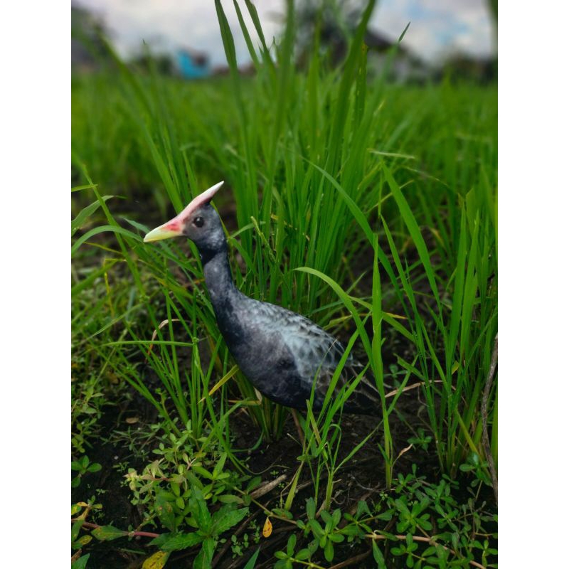 Jual PATUNG JONTROT BURUNG AYAM AYAMAN SAWAH MIRIP ASLI AMPUH - JONTROT ...