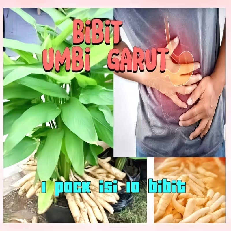 Jual Bibit umbi garut untuk asam lambung atau GERD | Shopee Indonesia