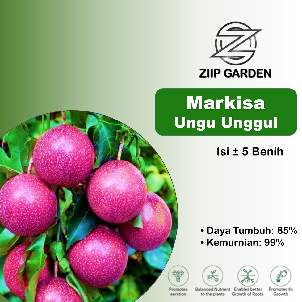 Jual Benih Buah Markisa Ungu Hibrda Unggul | Shopee Indonesia