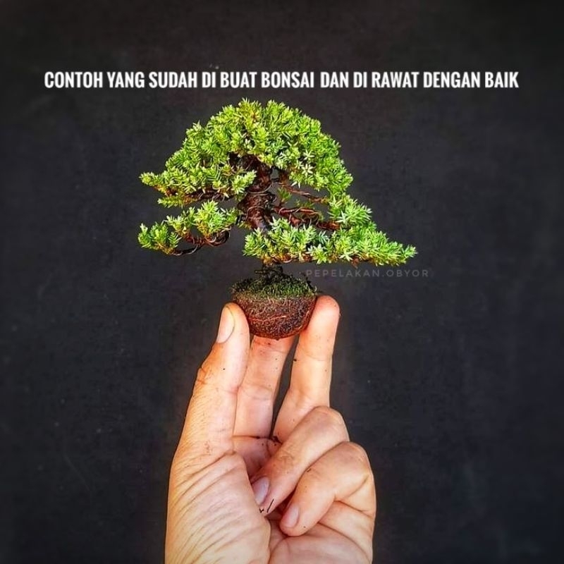 Jual Bonsai Mini Cemara Dwarp ORIGINAL Bahan Bonsai Juniperus ...