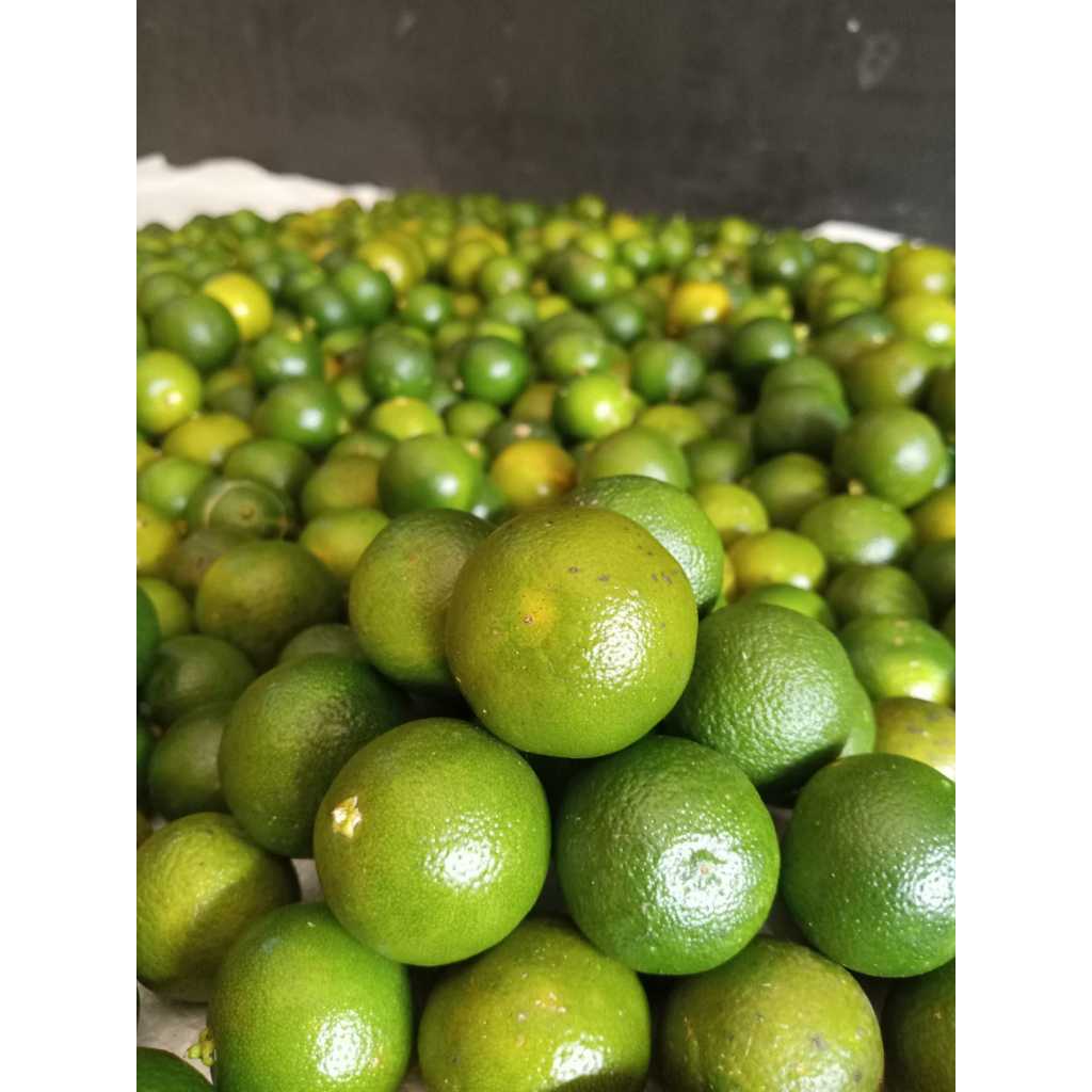 Jual Jeruk peras sonkit/jeruk lemon cui/jeruk kasturi kimboy 1KG UKURAN ...