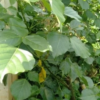 Jual Daun Dadap serep Dadap duri segar 500gr | Shopee Indonesia