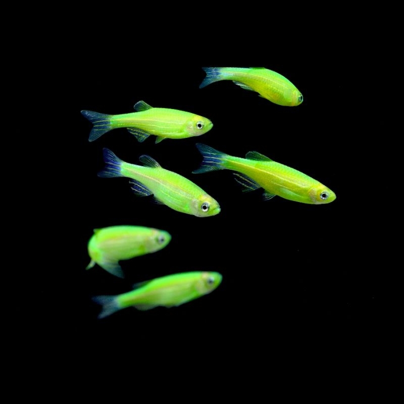 Jual ikan hias danio zebra super besar isi 10-20 ekor cocok untuk ...