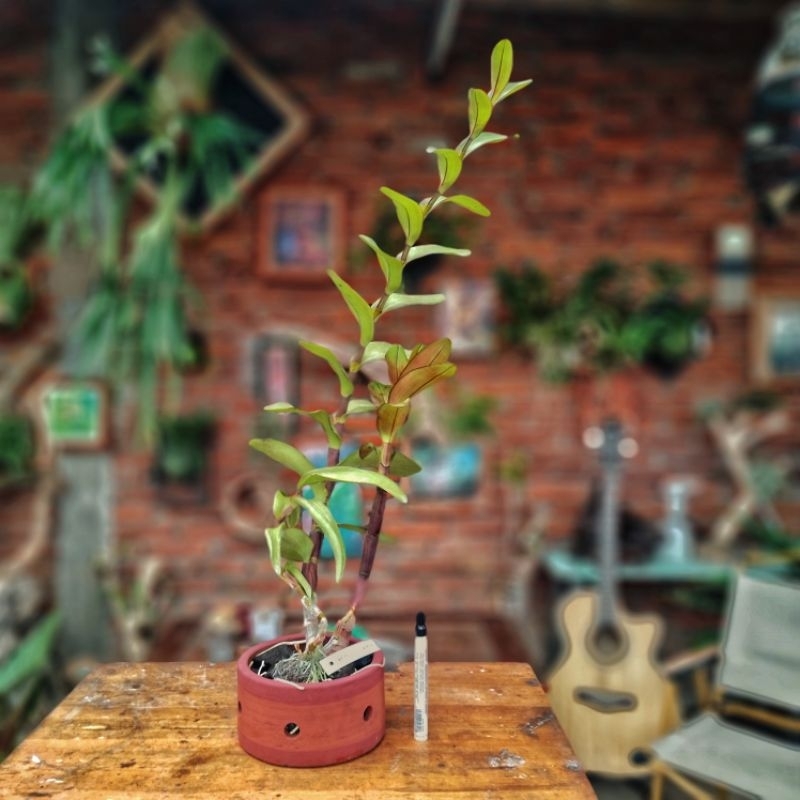 Jual PUSPA TANDUR | Anggrek Dendrobium | Batang gelap | Dendrobium ...