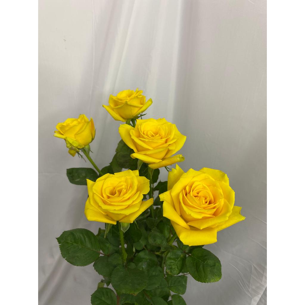 Jual ROSE KUNING (BUNGA SEGAR) | Shopee Indonesia