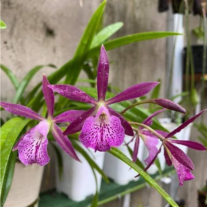 Jual [ DEWASA ] Epicattleya Pixy Poxai : Anggrek Mini Pink Menawan ...