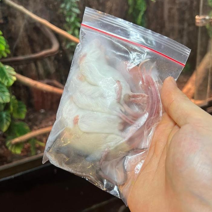Jual Mencit Frozen / Tikus Putih Frozen Pakan Reptil cocok untuk ...
