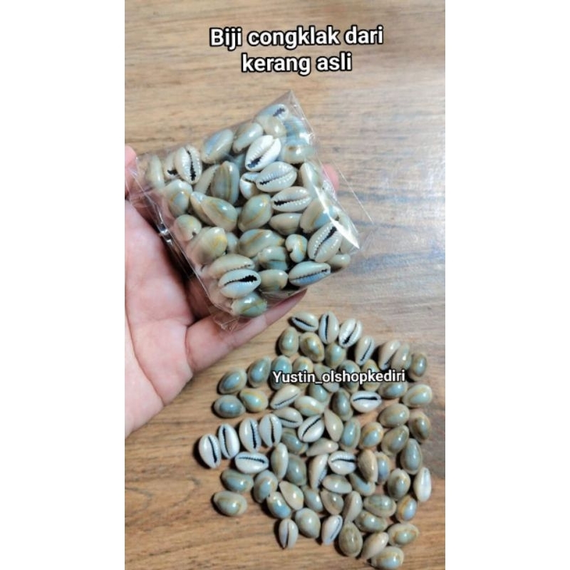 Jual Promo Murah Biji congklak kerang asli isi 100 biji/ kerang asli ...