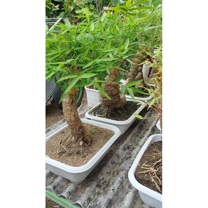 Jual Bambu Kuning Bahan Bonsai Ukuran Jumbo | Shopee Indonesia