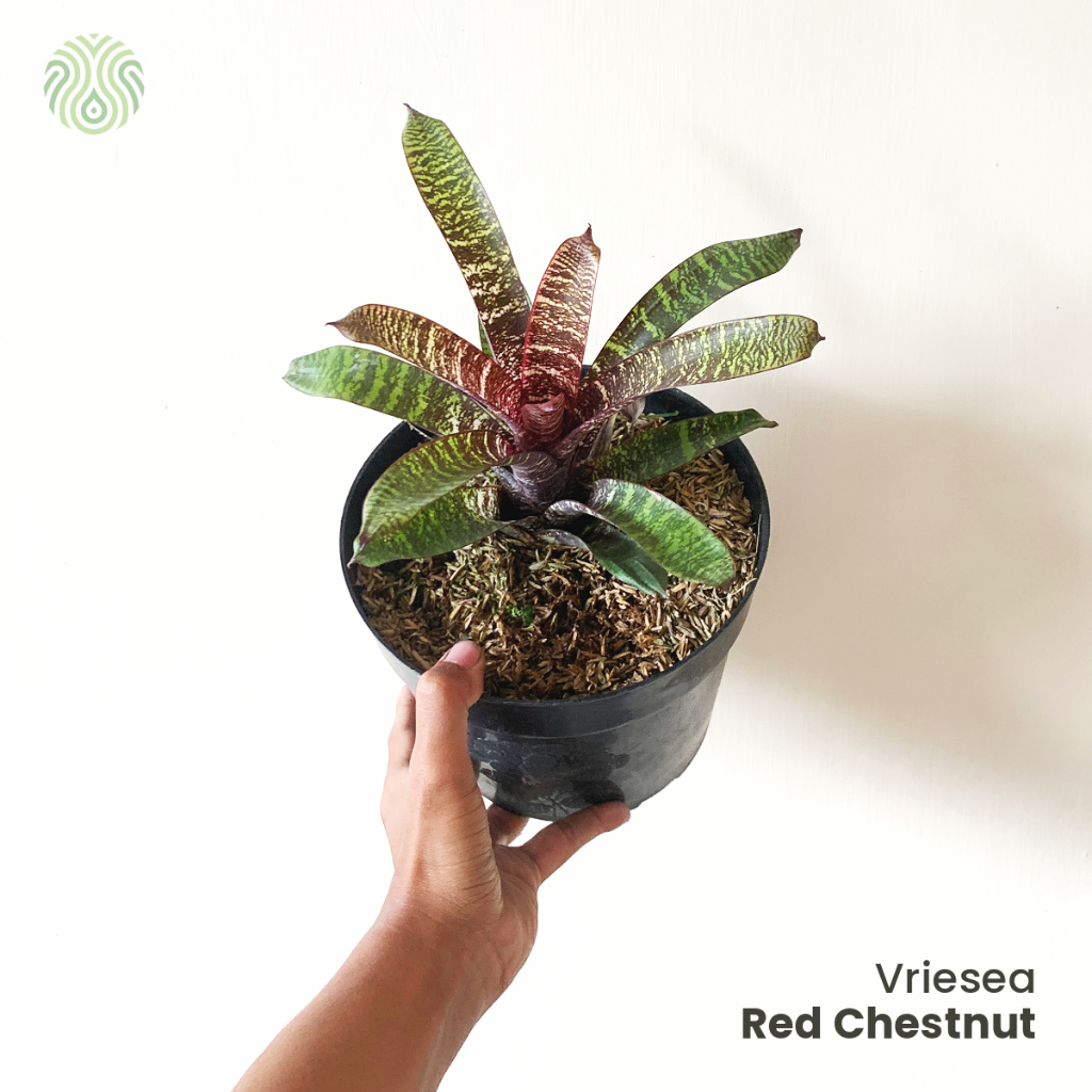 Jual Vriesea Red Chestnut / Fosteriana (Remaja) - Bromelia Koleksi ...