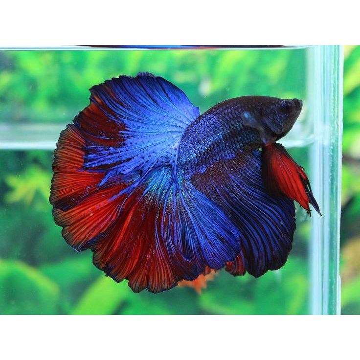Jual Hiasan Aquarium Cupang Half Moon Multicolor Grade A / Cupang HM ...