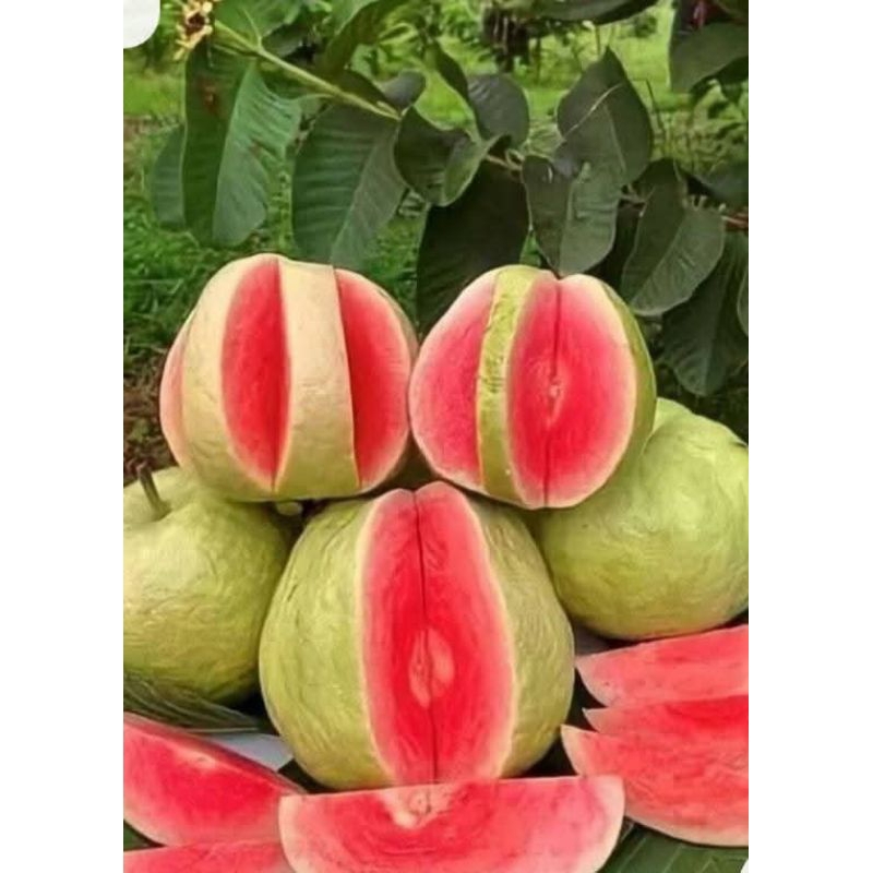 Jual Jambu merah/biji merah(500g) | Shopee Indonesia