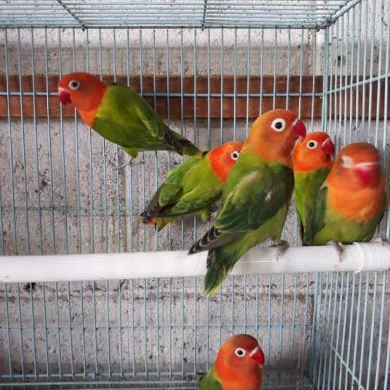 Jual Lovebird Biola Terlengkap & Harga Terbaru Juni 2026 | Shopee Indonesia