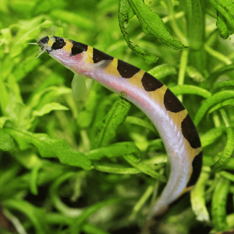 Jual Ikan Hias Aquascape Kuhli Loach / Ikan Pemakan Planaria / Kutu ...