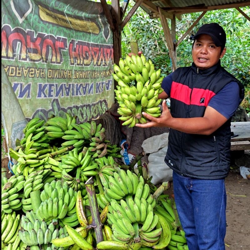 Jual Pisang PUTRI / MULI SEGAR Tua Pohon - Hasil Bumi Cianjur | Shopee ...
