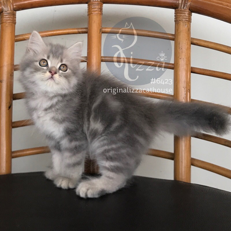 Jual Kucing BSH Terlengkap & Harga Terbaru Juni 2026 | Shopee Indonesia