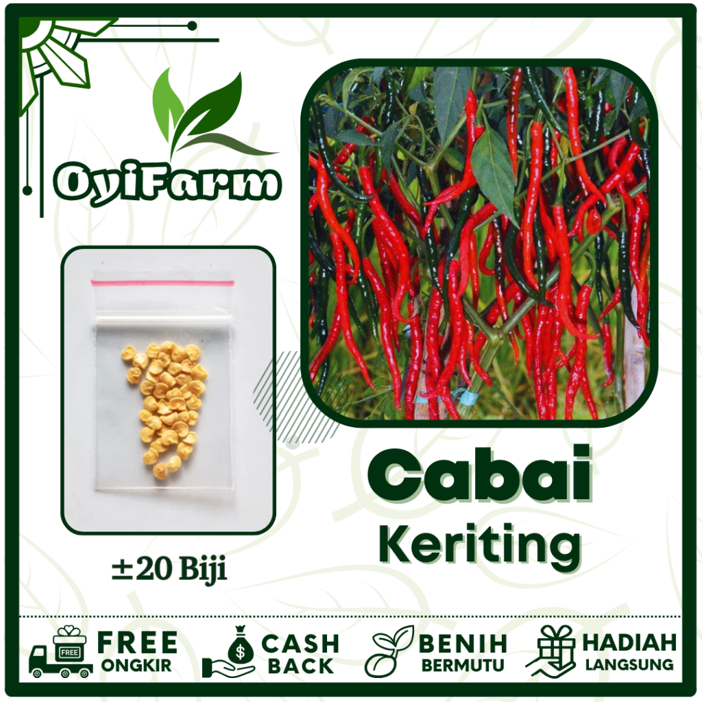 Jual Benih Sayuran Cabe Keriting Cabai Merah Unggul Berkualitas - Bibit ...