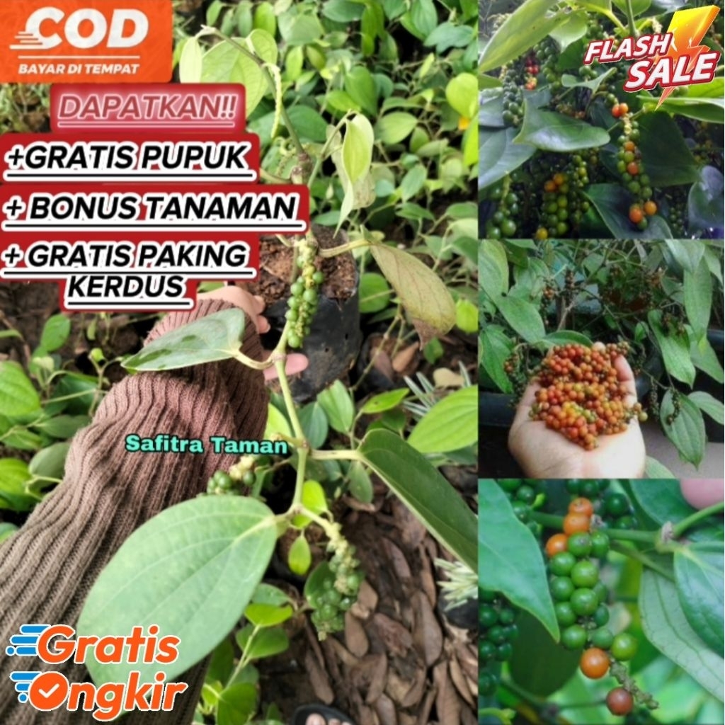 Jual Bibit | Pohon Lada (Merica) Dapur Siap Berbuah Super Unggul ...