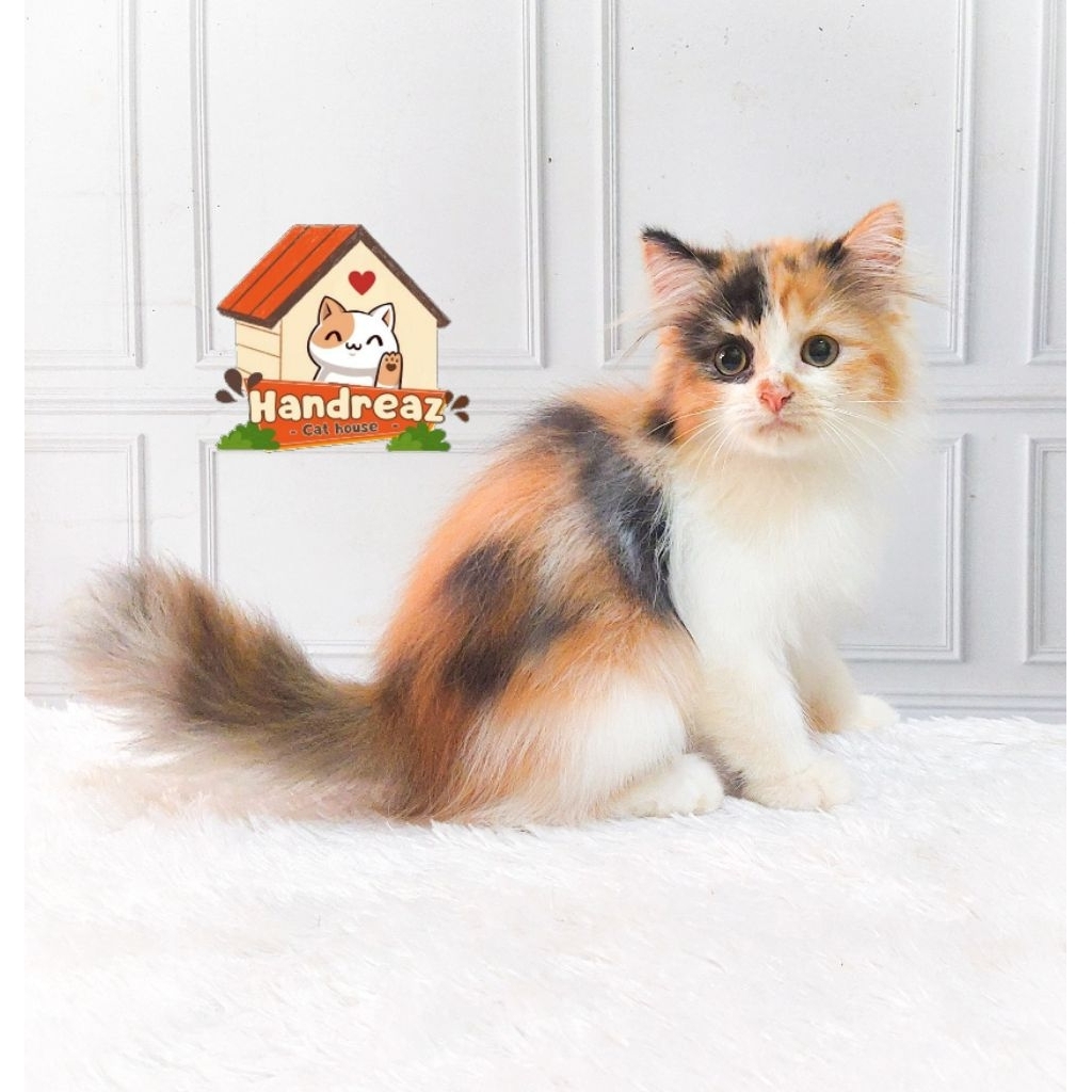 Jual KUCING KITTEN PERSIA SEHAT KUCING GEMBUL LUCU BETINA WARNA CALICO ...