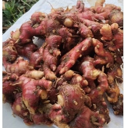 Jual LELES BENIH JAHE MERAH 1000 GRAM (1 KG) | Shopee Indonesia