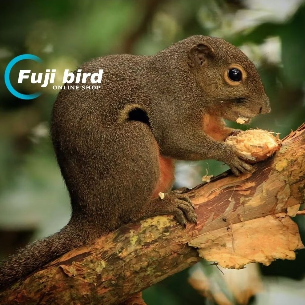 Jual TUPAI KELAPA ATAU BAJING KELAPA UNTUK PELIHARAAN | Shopee Indonesia