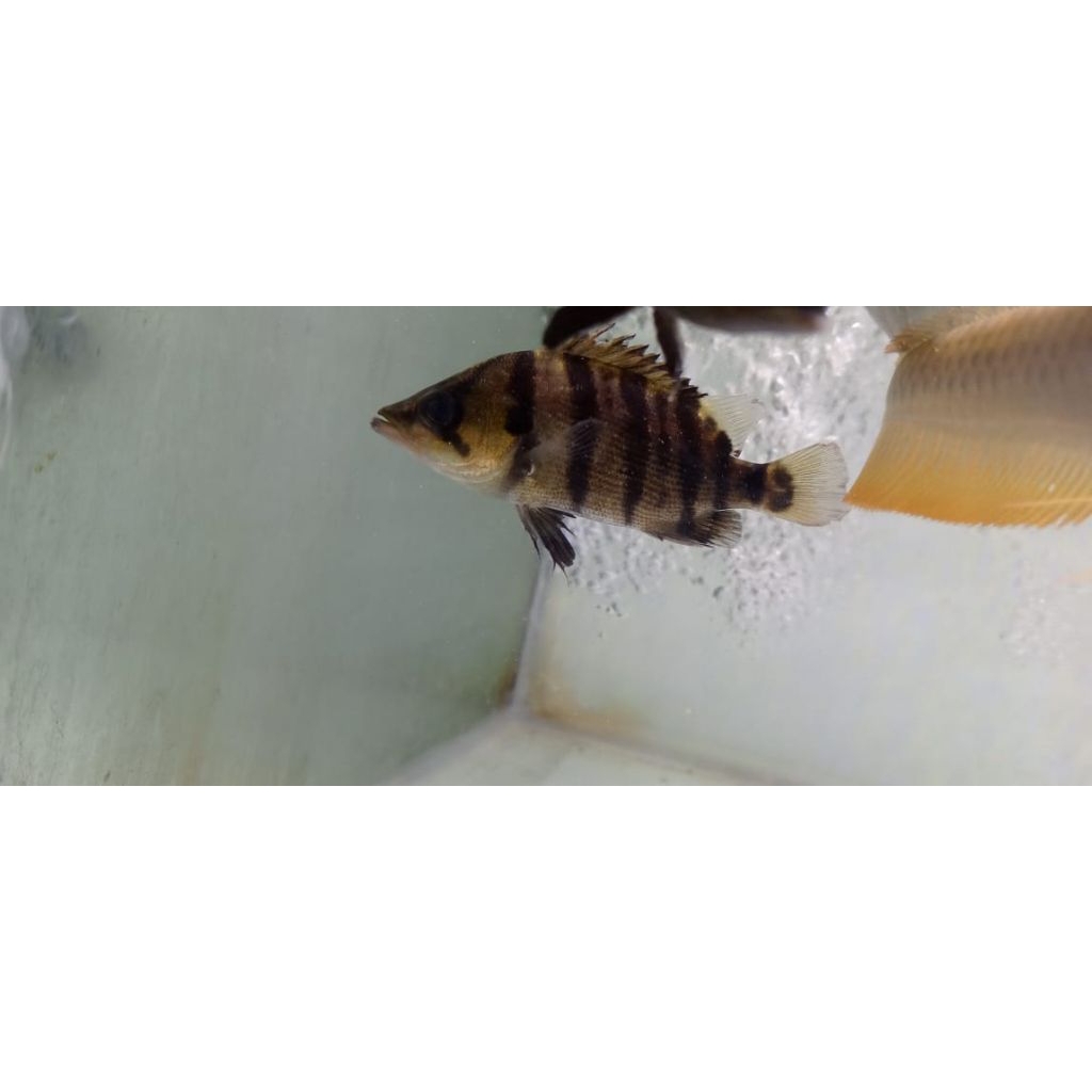 Jual ikan hias datz sumatra -+7cm | Shopee Indonesia