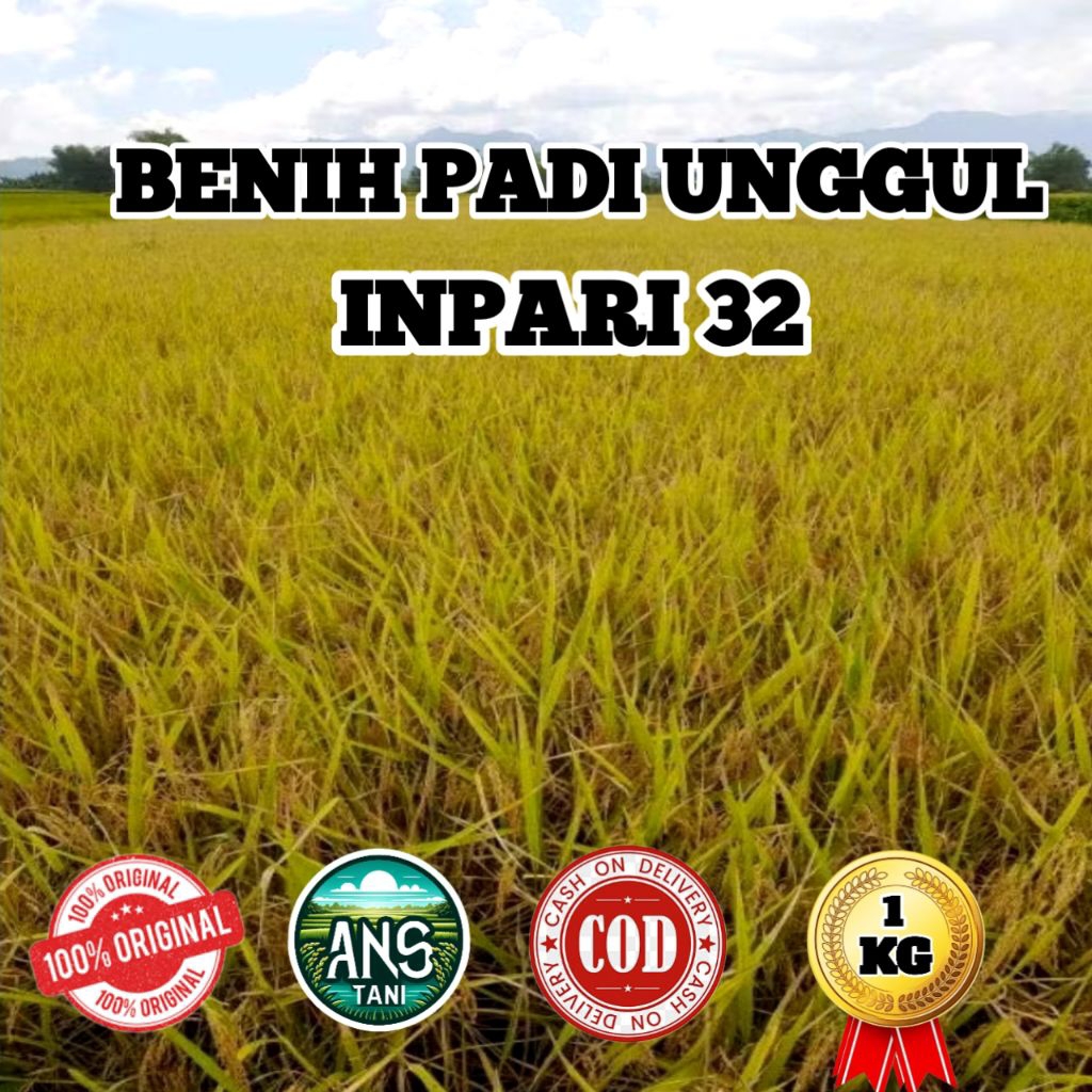 Jual BENIH PADI UNGGUL INPARI 32 BERKUALITAS KEMASAN 1KG | Shopee Indonesia