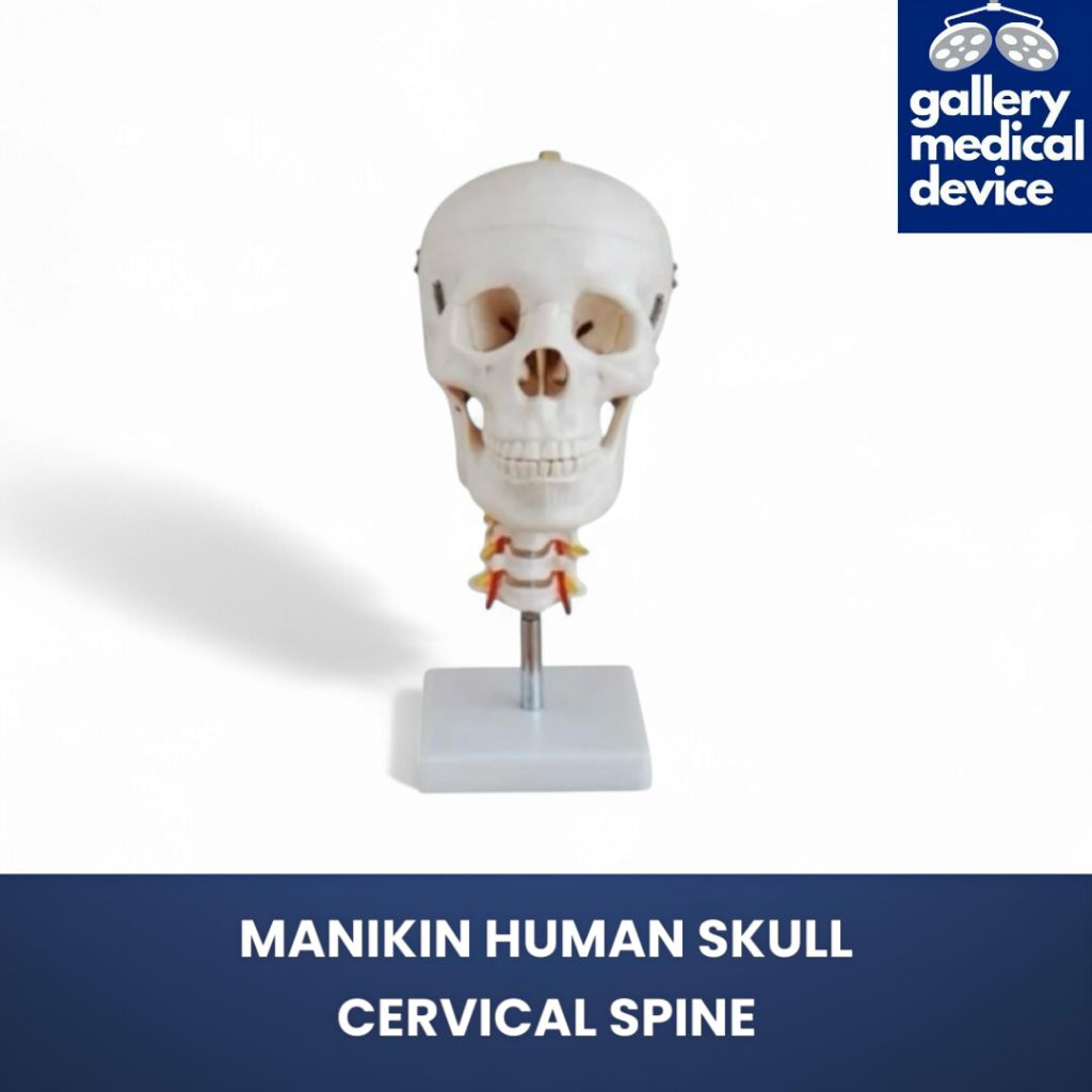 Jual PHANTOM MANIKIN TENGKORAK KEPALA MANUSIA/HUMAN SKULL WITH CERVICAL ...
