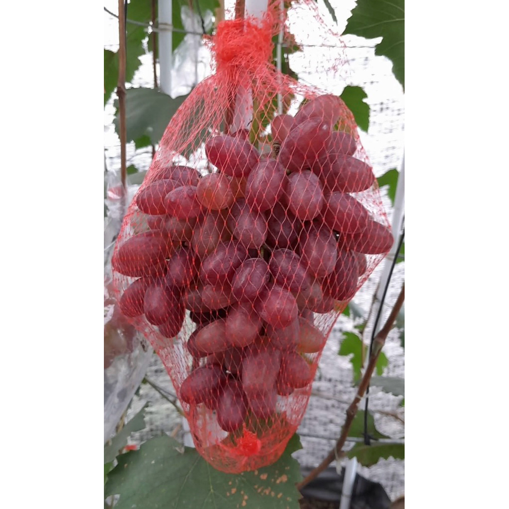 Jual Benih /Bibit Anggur Urum Valid & Siap Tanam | Shopee Indonesia