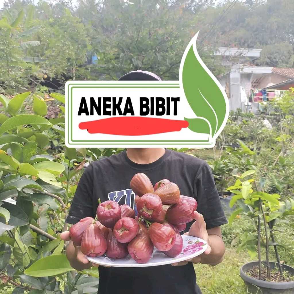 Jual PAKET 2 FC MANASIKANA | Shopee Indonesia